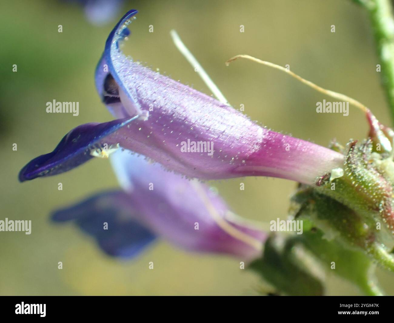 Roezl's penstemon (Penstemon roezlii Stock Photo - Alamy