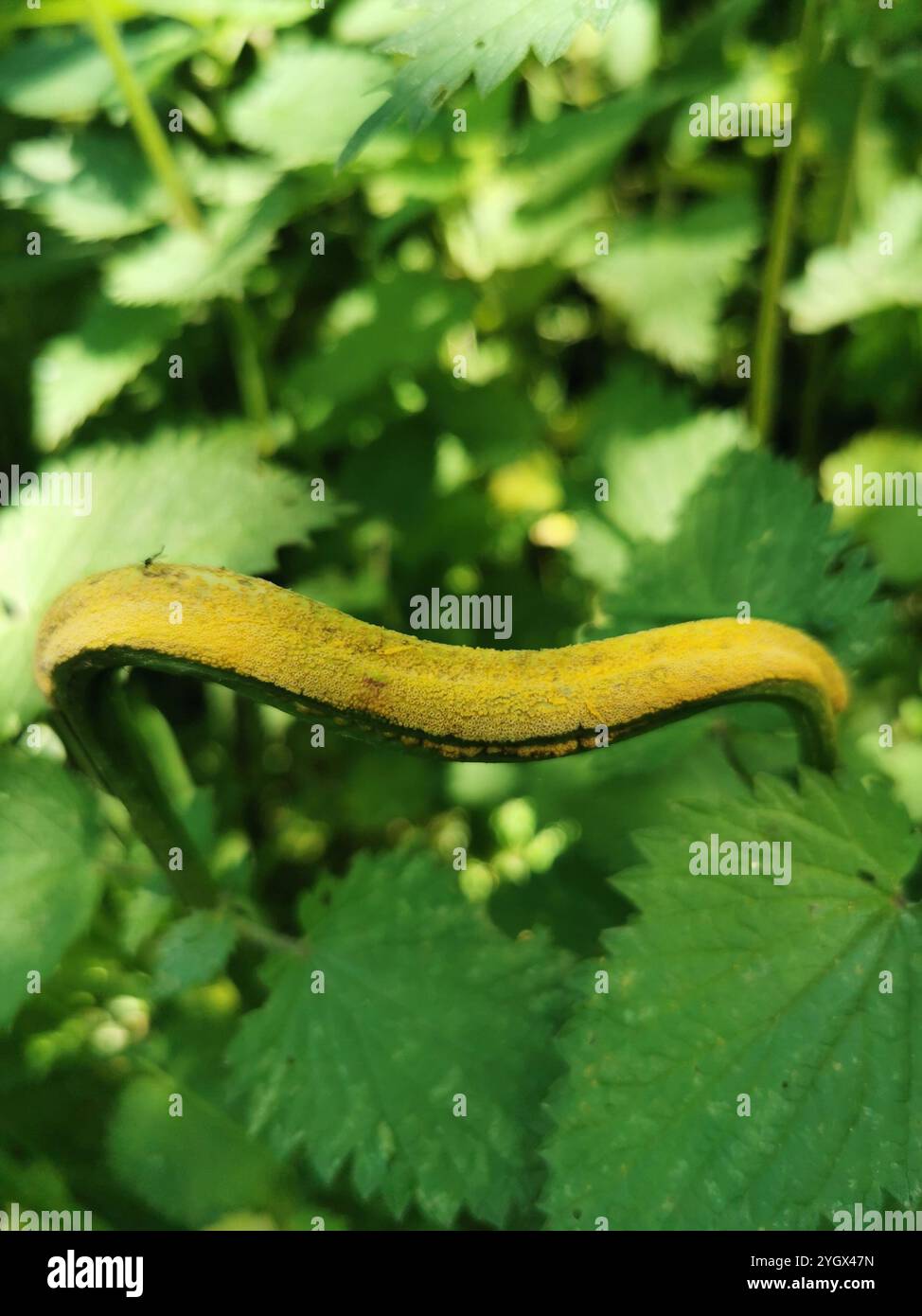 Nettle Clustercup Rust fungus (Puccinia urticata Stock Photo - Alamy