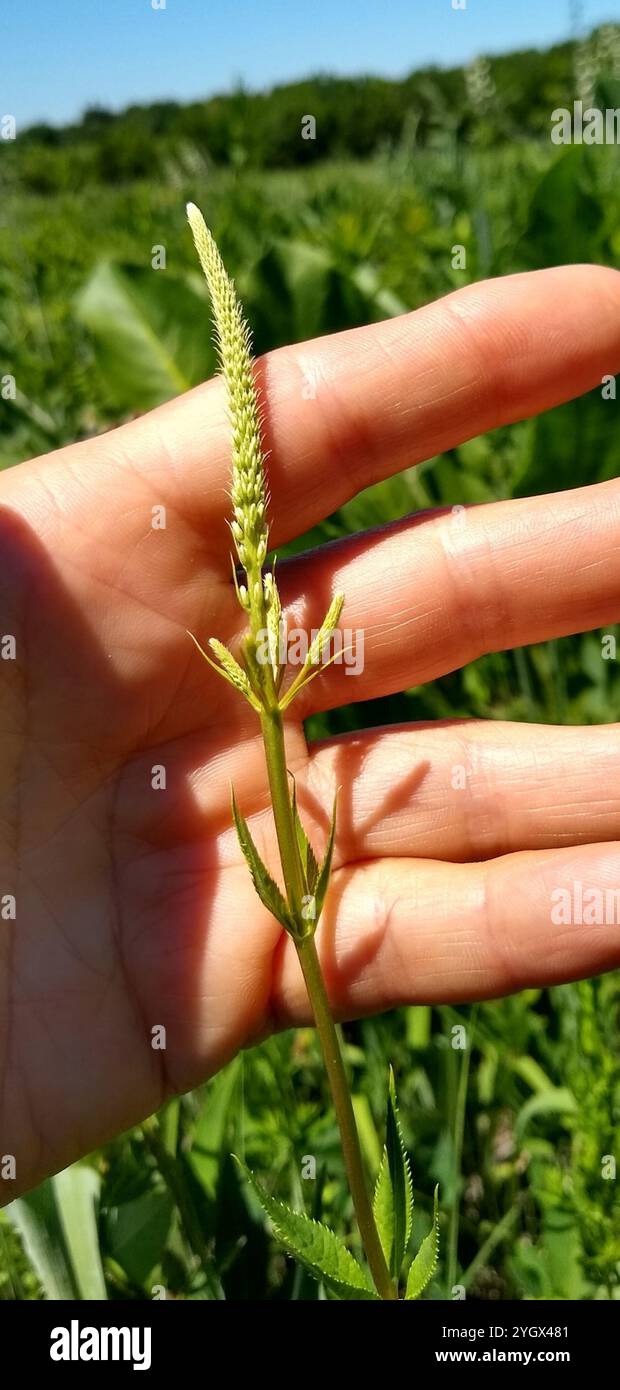 Culver's root (Veronicastrum virginicum Stock Photo - Alamy