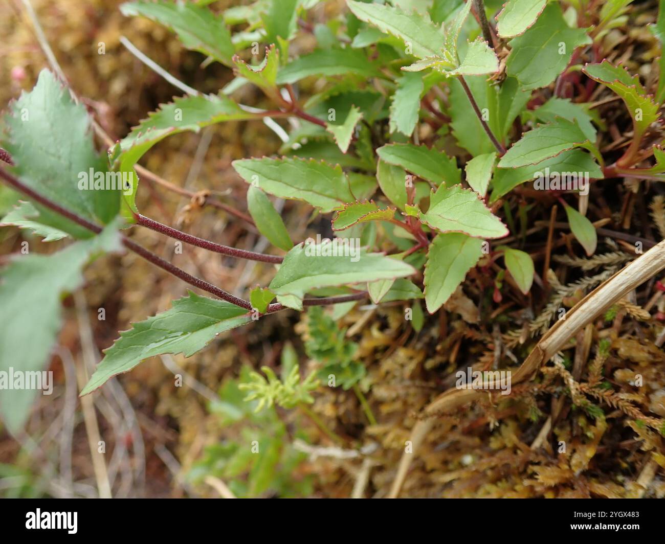Cascade Beardtongue (Penstemon serrulatus Stock Photo - Alamy