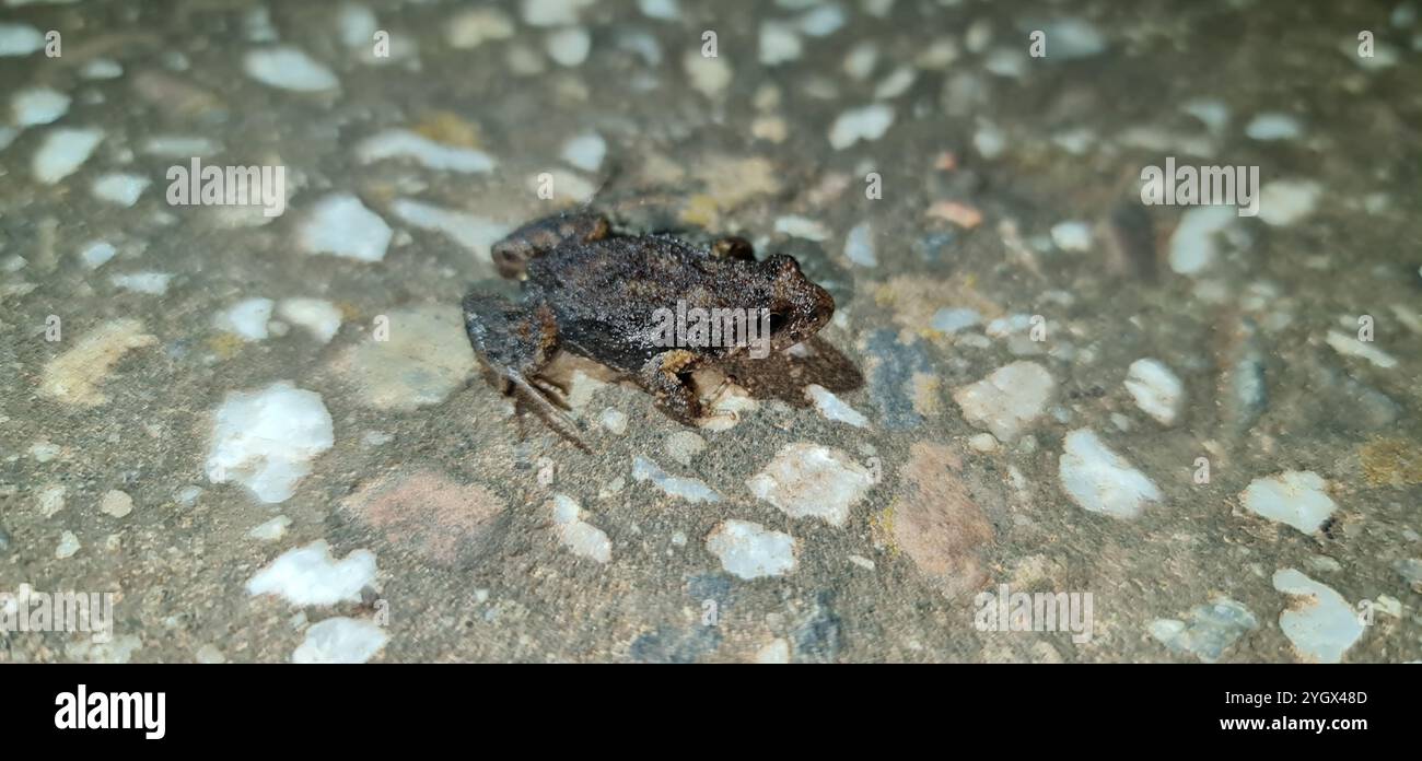 Common Eastern Froglet (Crinia signifera Stock Photo - Alamy