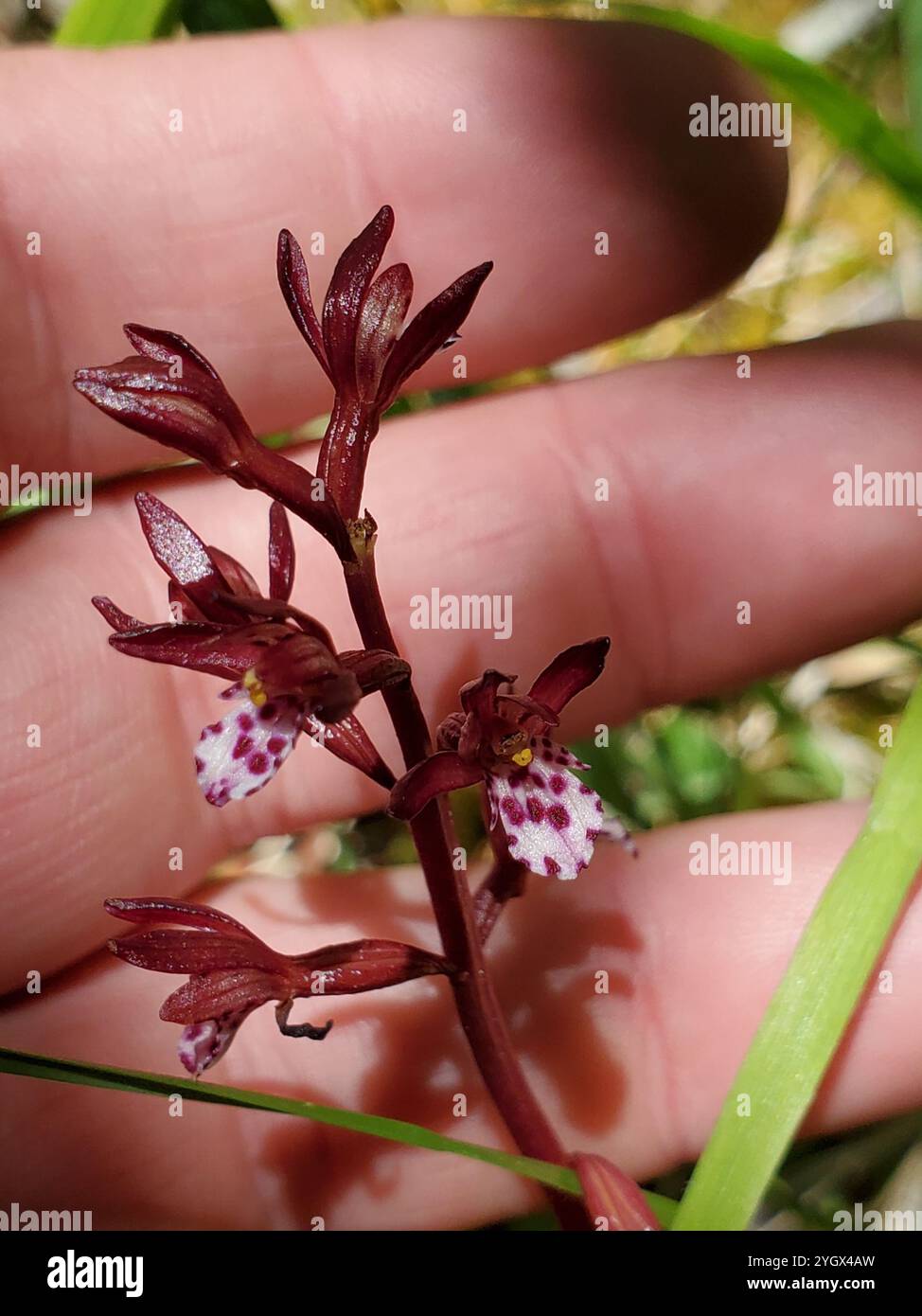 Eastern spotted coralroot (Corallorhiza maculata maculata Stock Photo ...