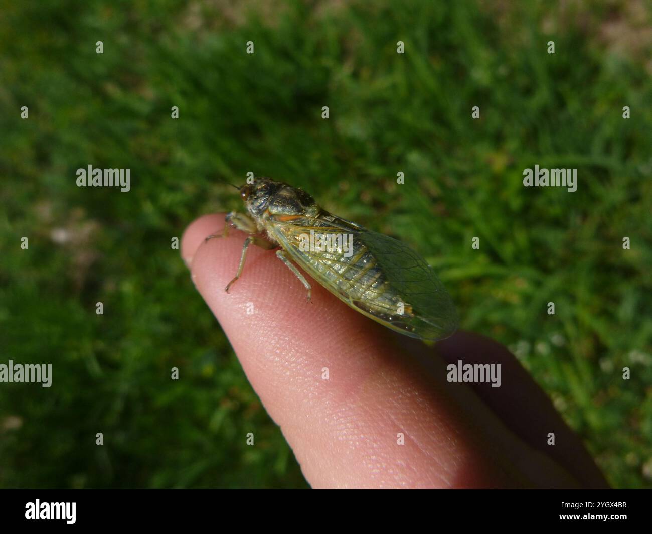 Small cicadas hi-res stock photography and images - Alamy