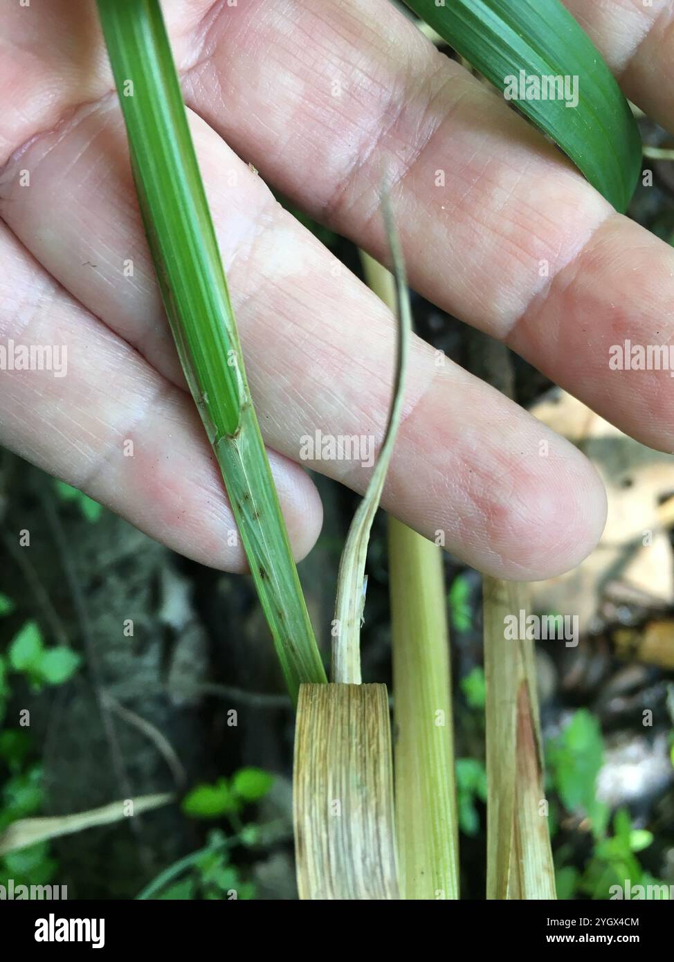 lake sedge (Carex lacustris Stock Photo - Alamy