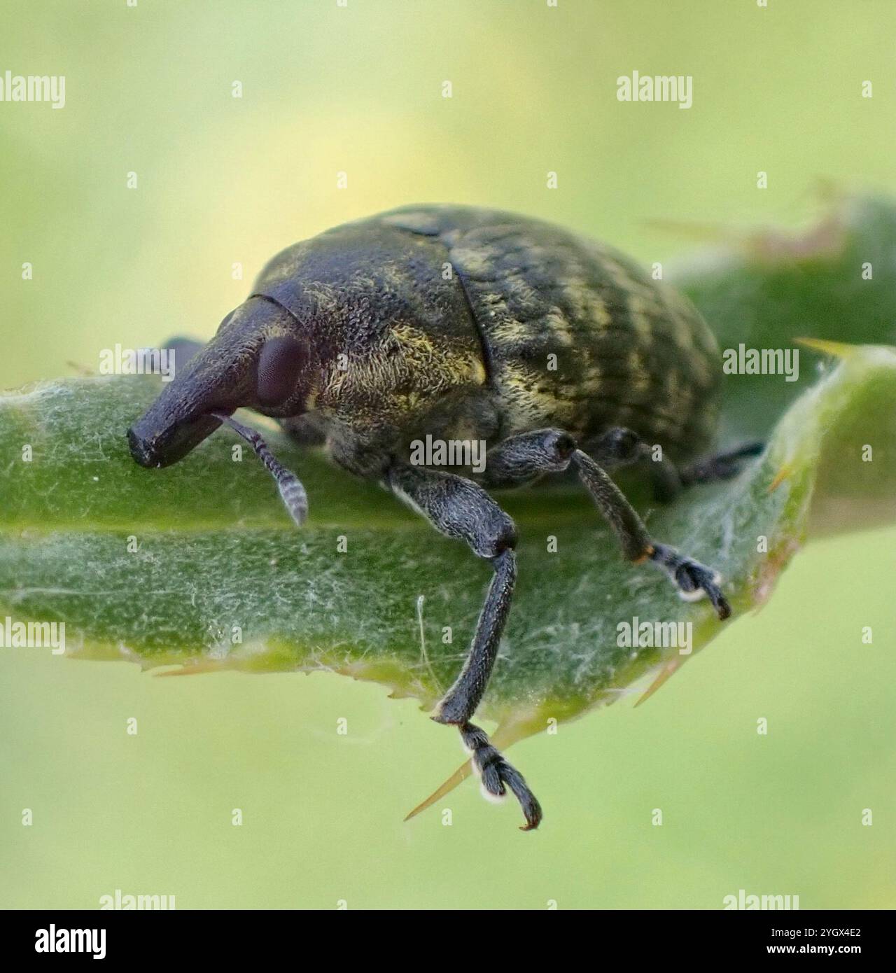 Turbine cylindrical weevil hi-res stock photography and images - Alamy