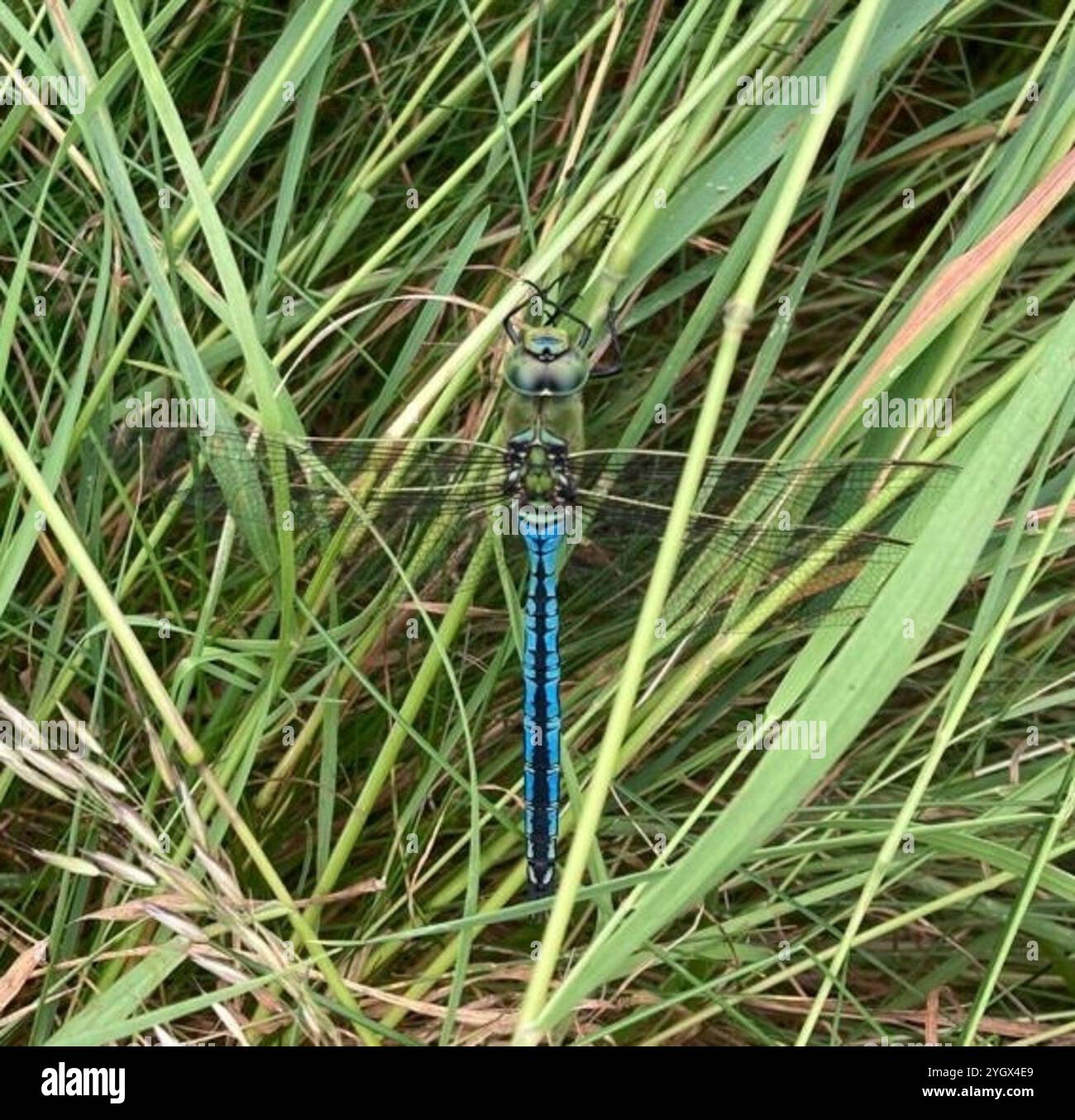 Blue Emperor (Anax imperator Stock Photo - Alamy
