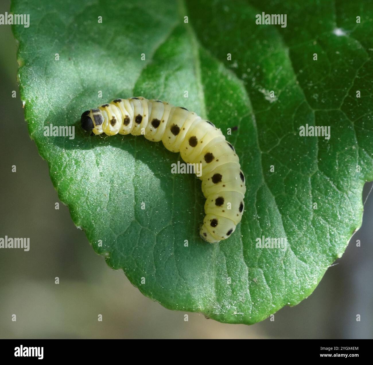 Spindle Ermine Moth (Yponomeuta cagnagella Stock Photo - Alamy