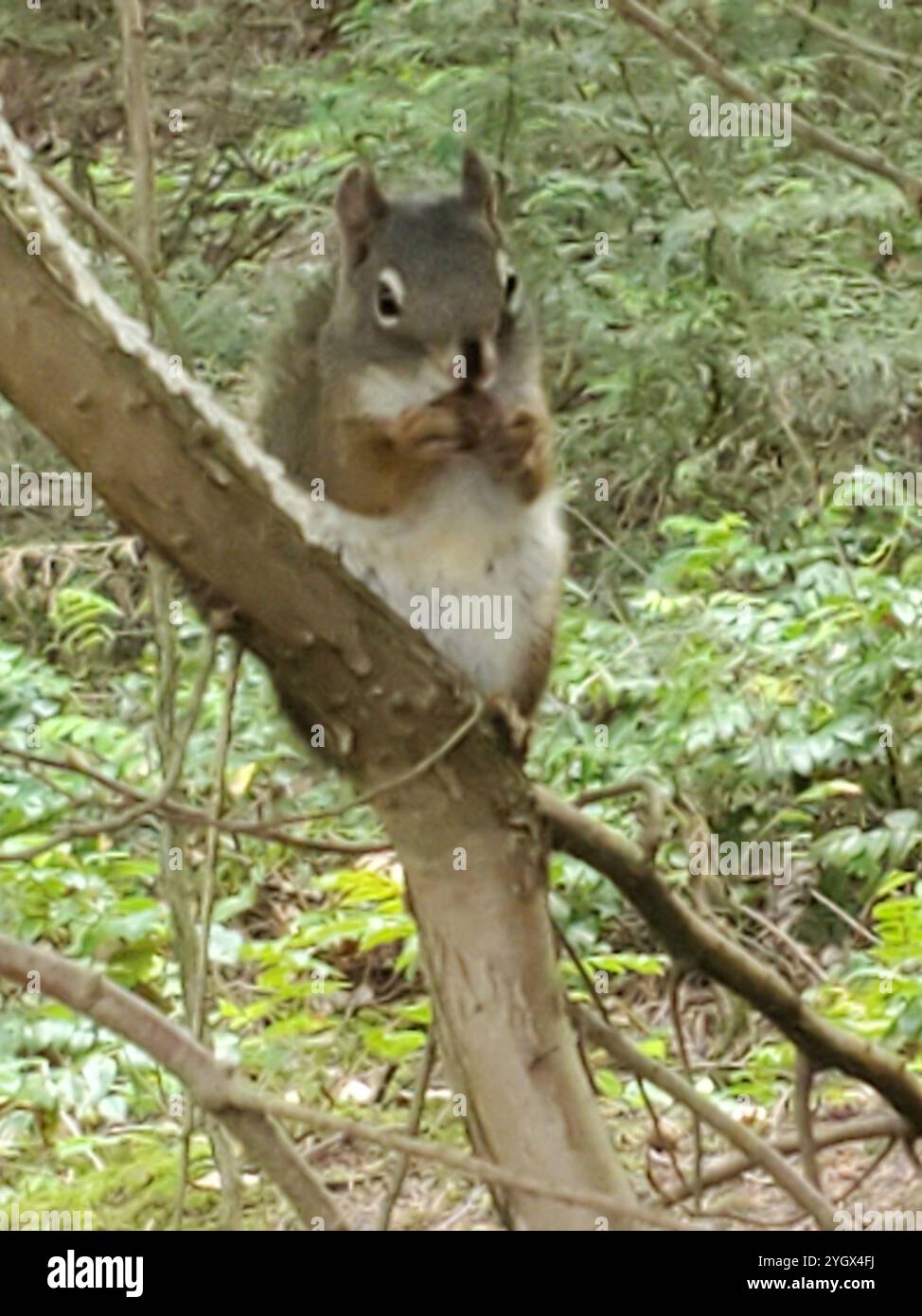 Vancouver Island Red Squirrel (Tamiasciurus hudsonicus lanuginosus ...