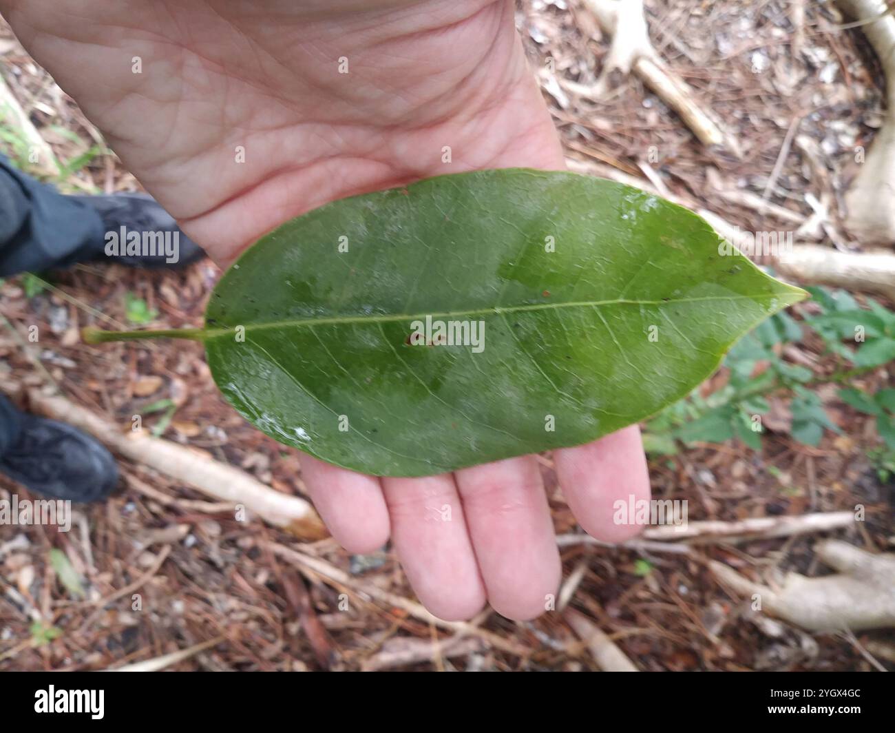 Florida Strangler Fig (Ficus aurea Stock Photo - Alamy