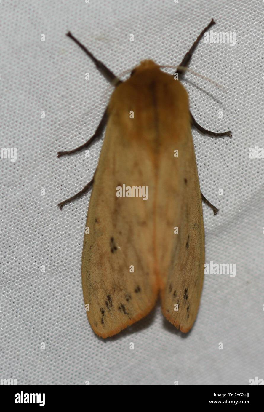 Isabella Tiger Moth (Pyrrharctia isabella Stock Photo - Alamy