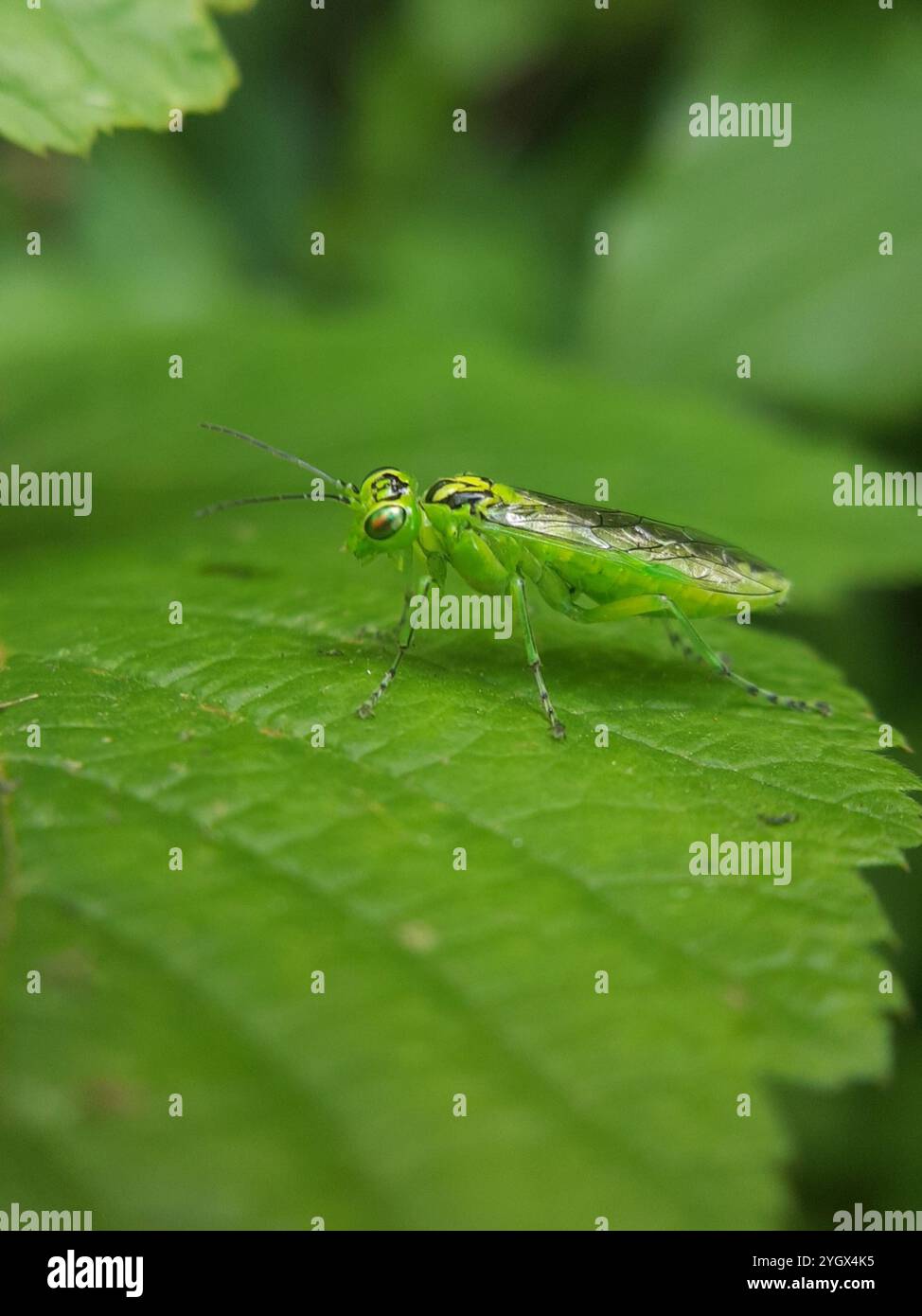 Narrow-striped Rhogogaster (Rhogogaster chlorosoma Stock Photo - Alamy