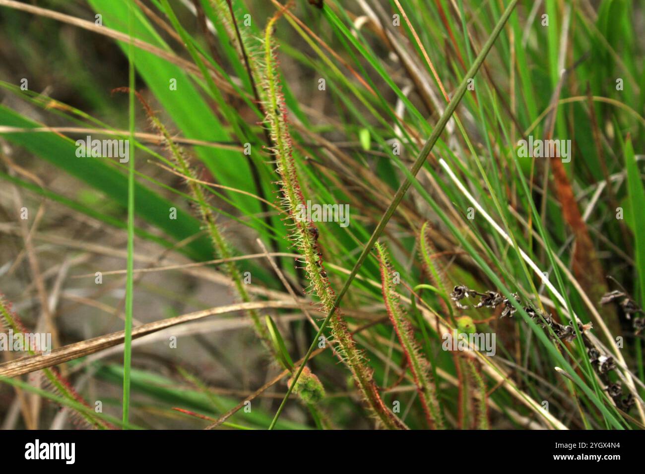 Northern Threadleaf Sundew (Drosera filiformis filiformis Stock Photo ...