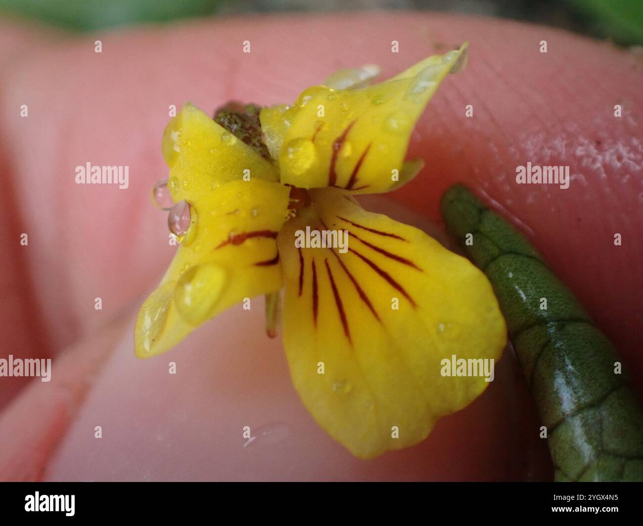 Redwood Violet (Viola sempervirens Stock Photo - Alamy