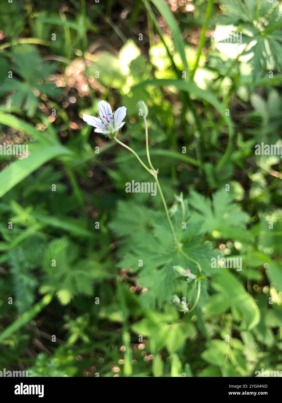 Siberian Crane's-bill (Geranium sibiricum Stock Photo - Alamy