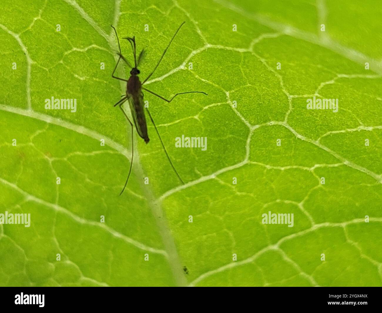 Nematoceran Flies (Nematocera Stock Photo - Alamy