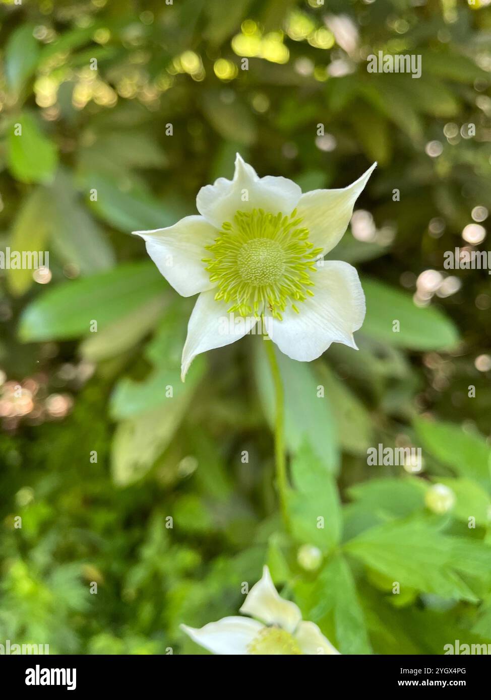 Anemone virginiana hi-res stock photography and images - Alamy