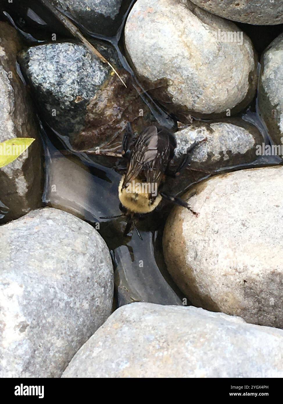 Abrupt digger hi-res stock photography and images - Alamy