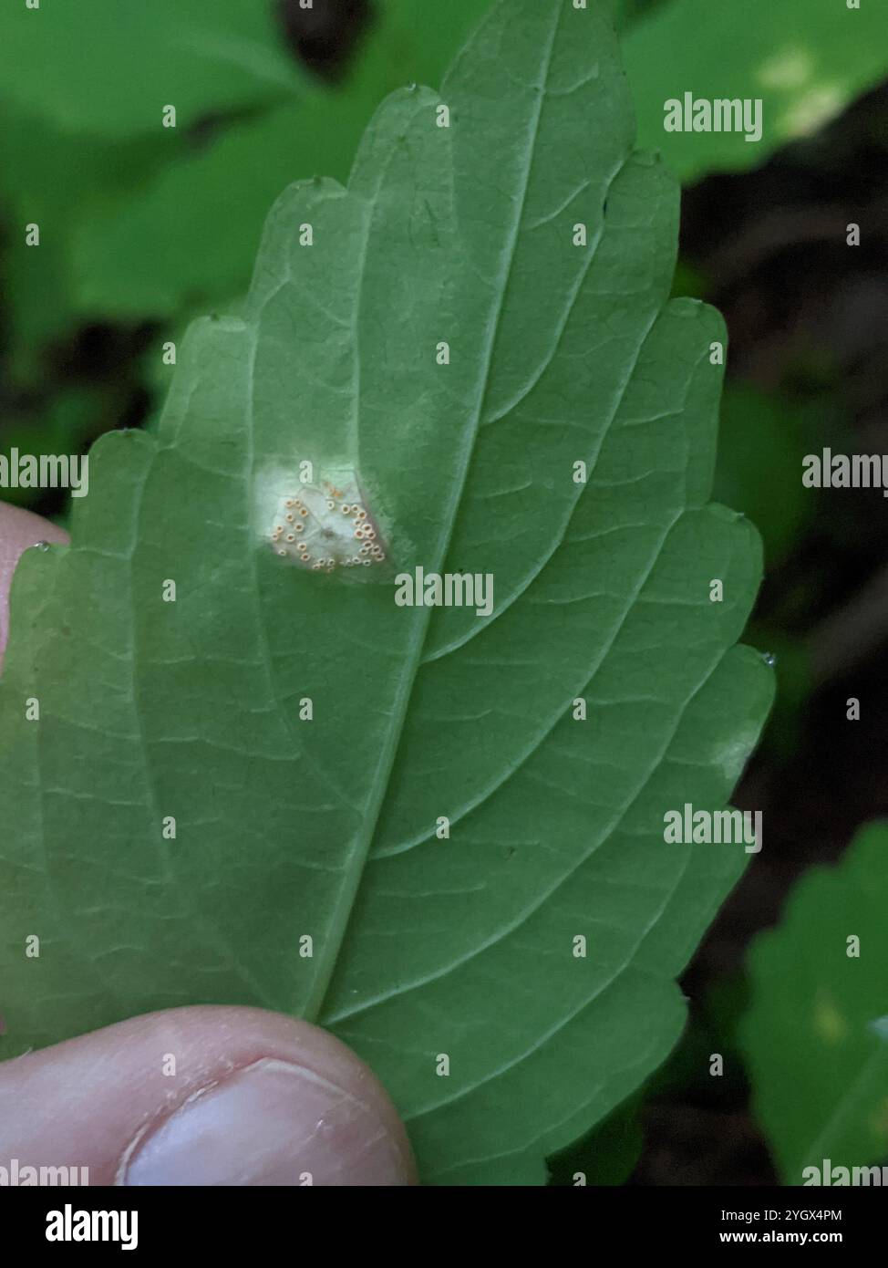 Winged and Once-winged Insects (Pterygota Stock Photo - Alamy