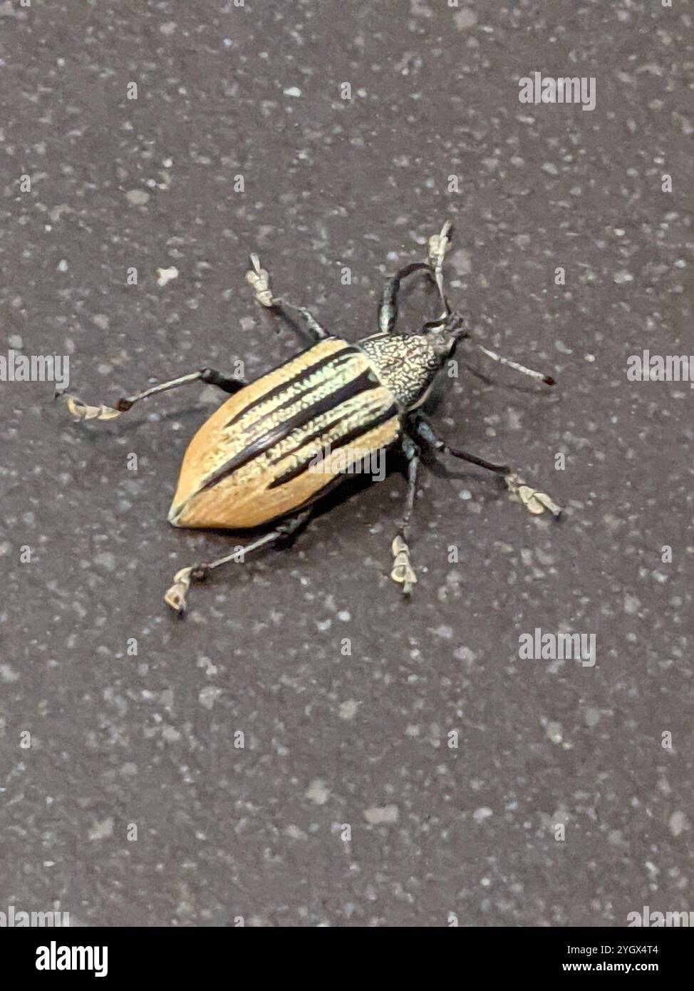 Diaprepes Root Weevil (Diaprepes abbreviatus Stock Photo - Alamy