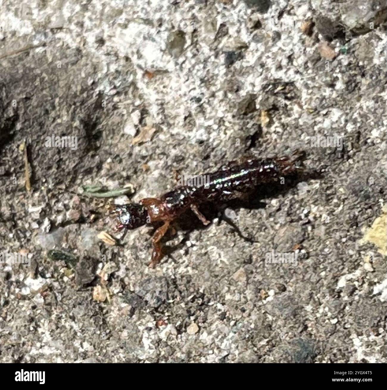 Embioptera hi-res stock photography and images - Alamy