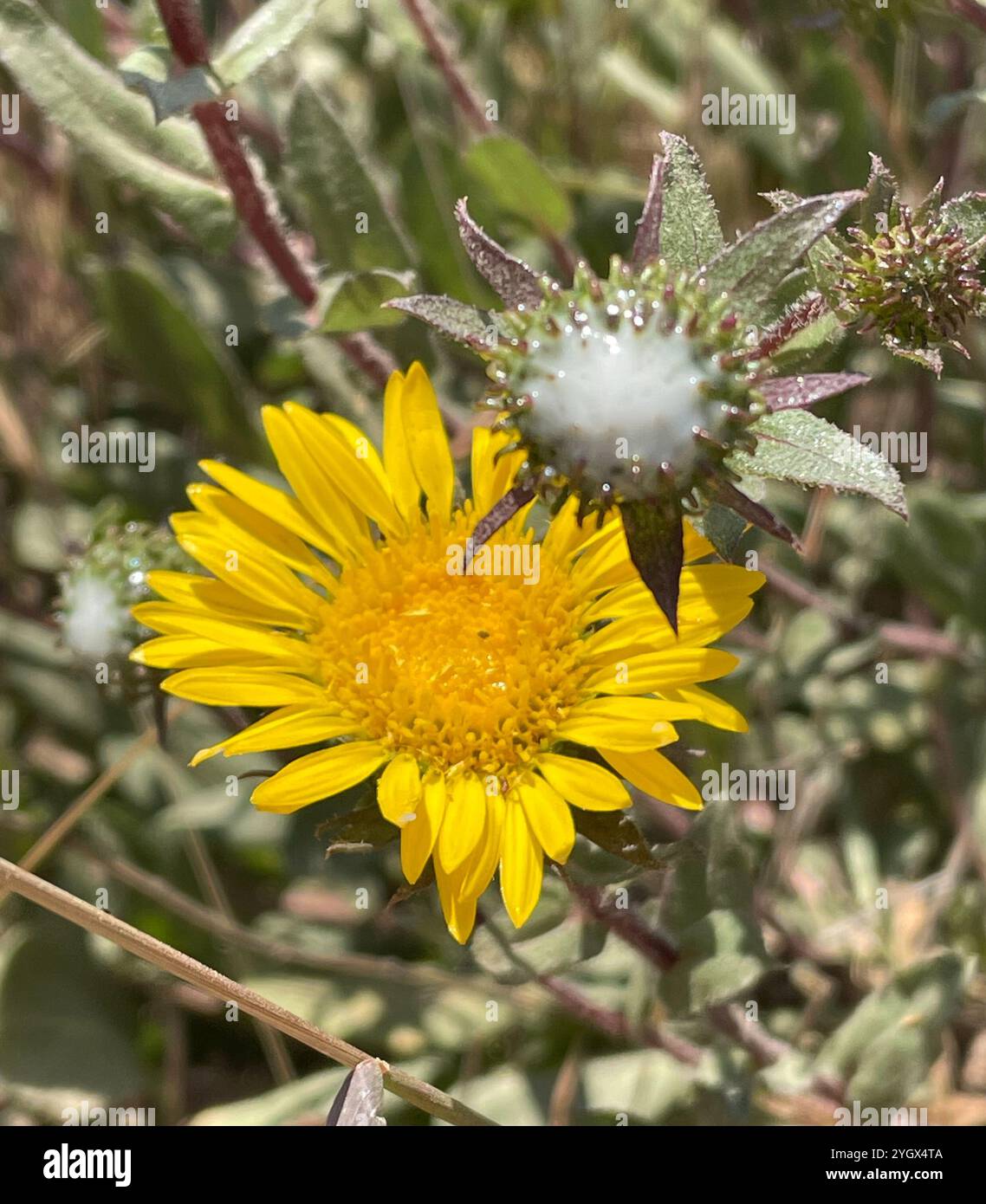 Oregon Gumplant (Grindelia stricta Stock Photo - Alamy