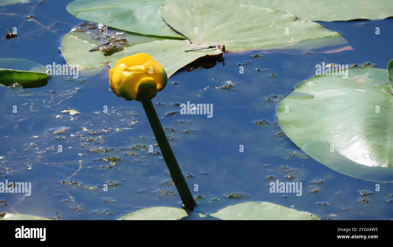 Variegated Yellow Pond-Lily (Nuphar variegata Stock Photo - Alamy