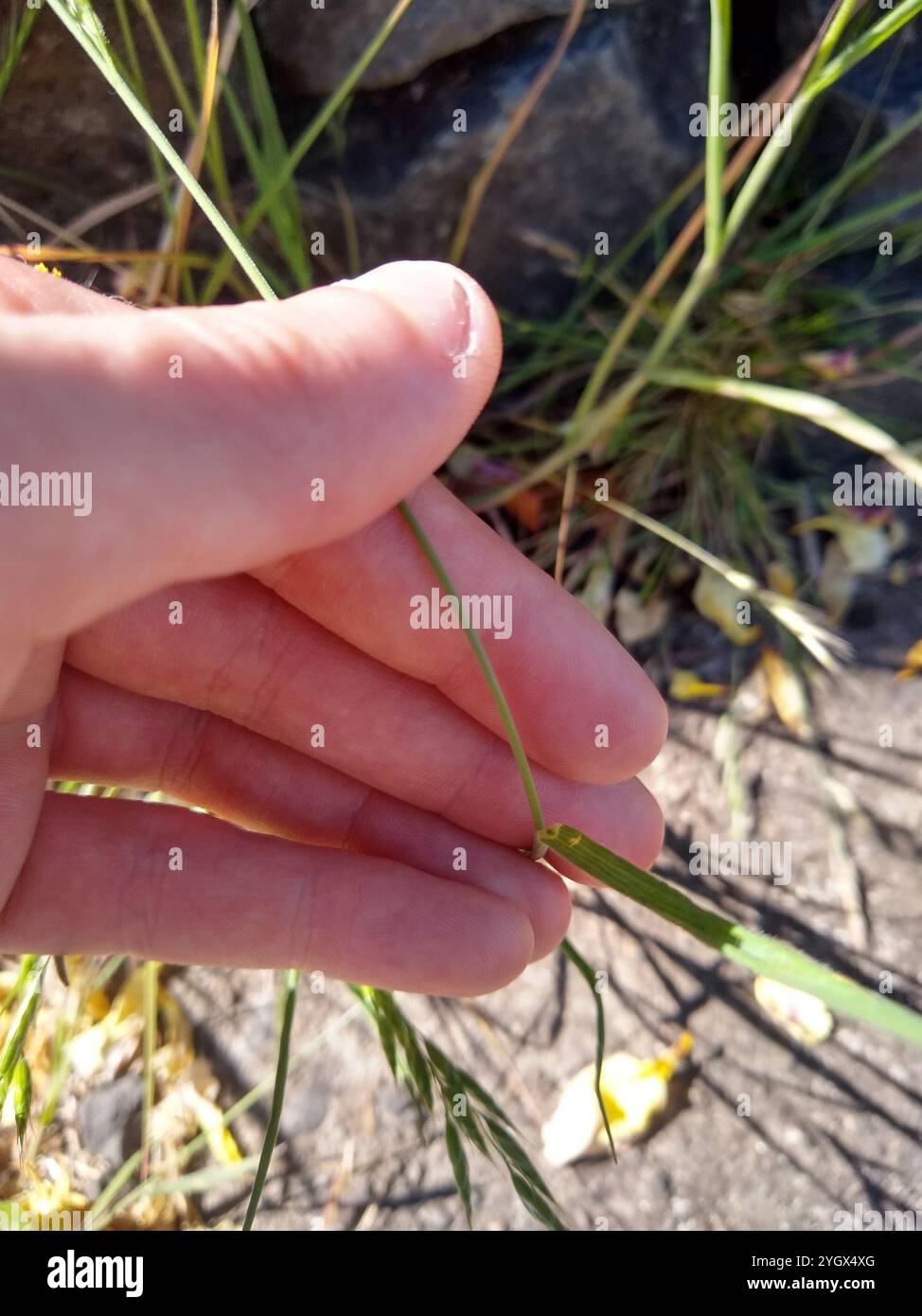 Common soft brome hi-res stock photography and images - Alamy