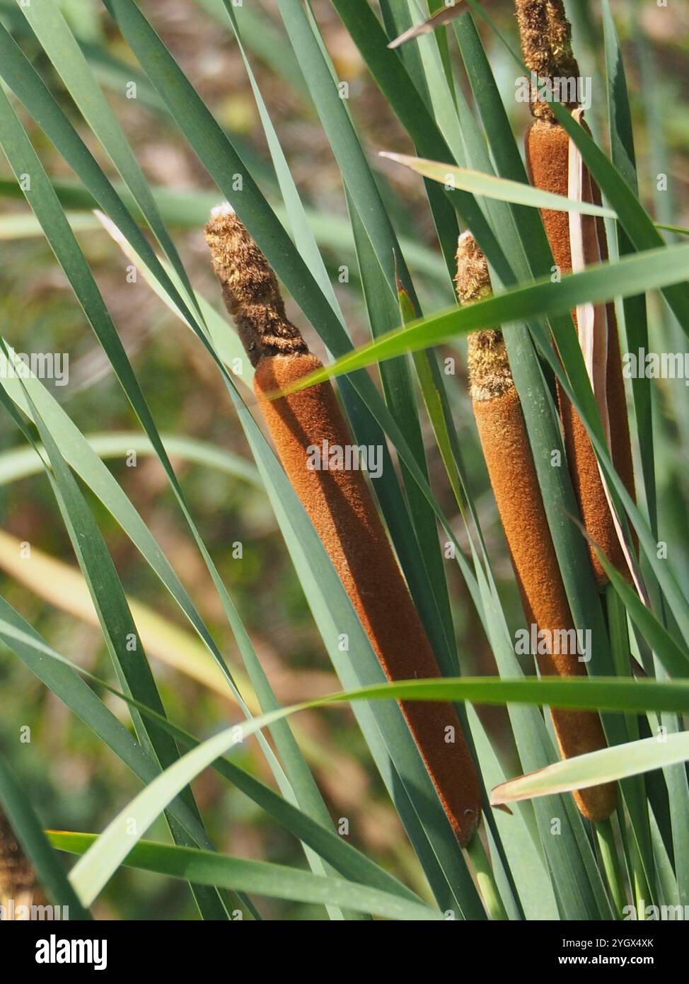 Oriental Cattail (Typha orientalis Stock Photo - Alamy