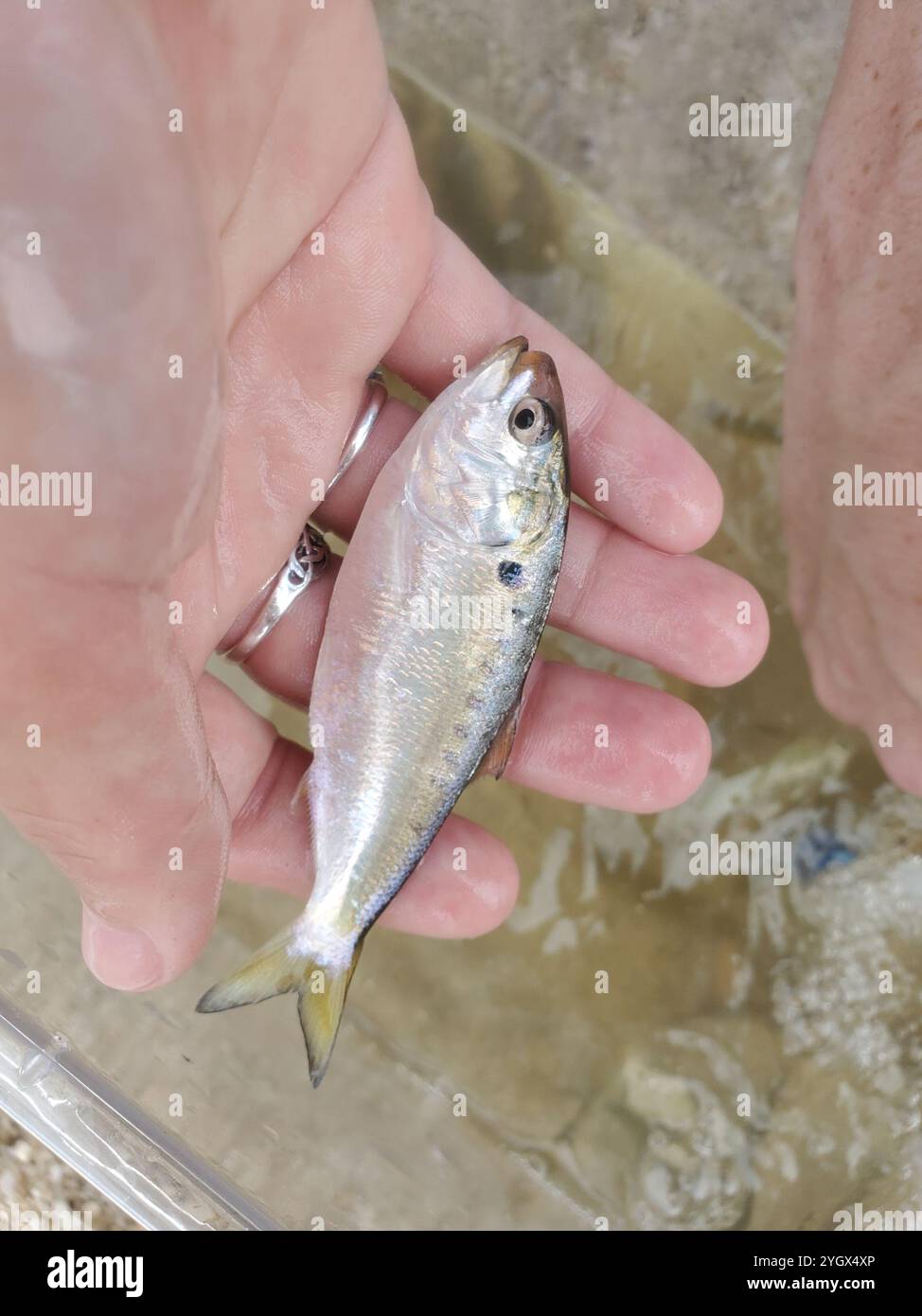 Atlantic menhaden hi-res stock photography and images - Alamy