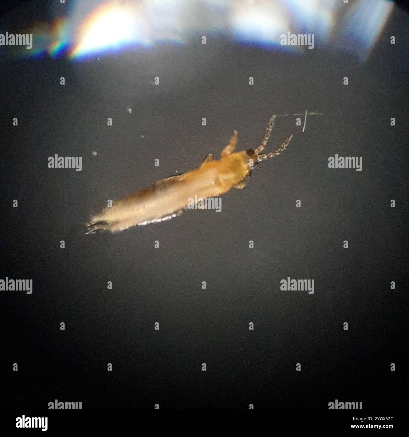 Common Thrips (Thripidae Stock Photo - Alamy