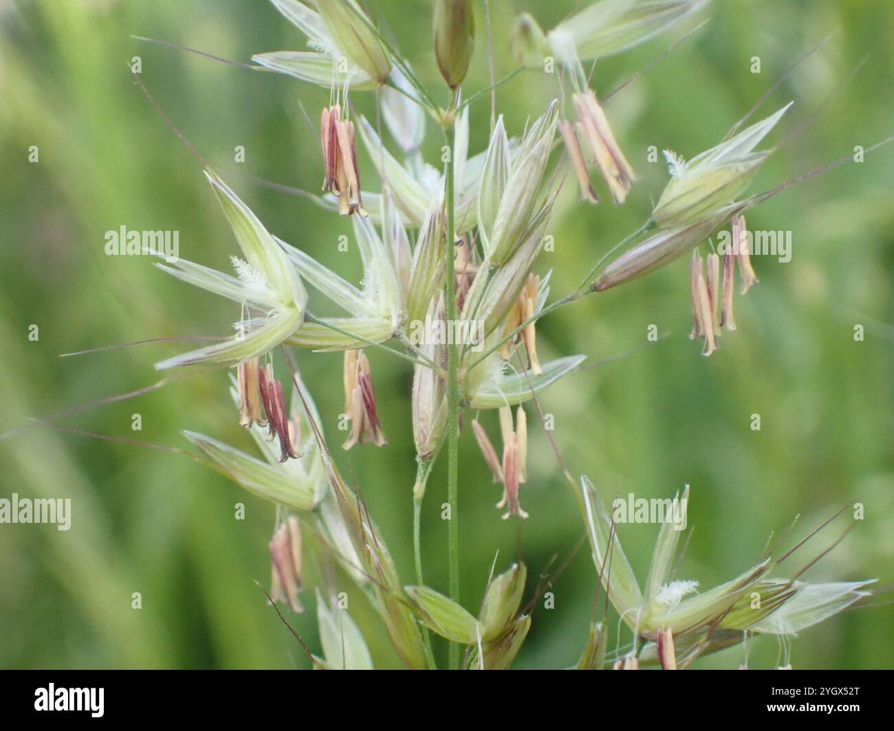 tall oat grass (Arrhenatherum elatius Stock Photo - Alamy