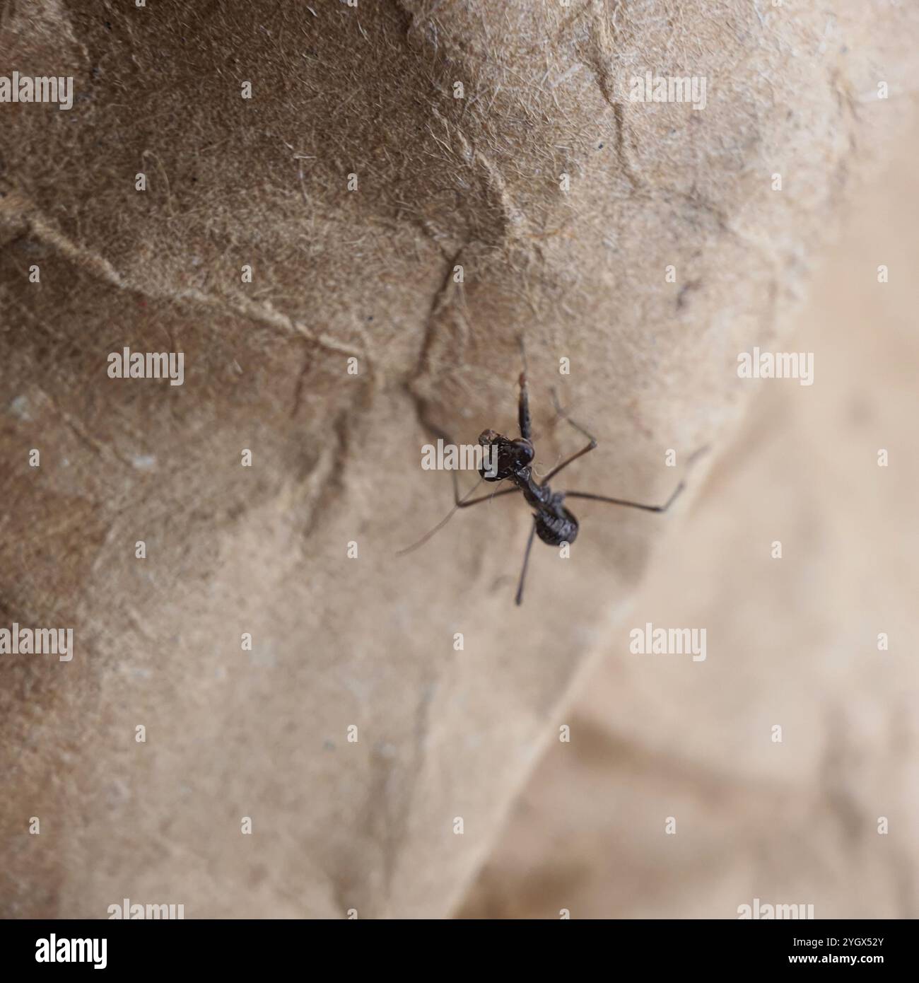 False garden mantis hi-res stock photography and images - Alamy