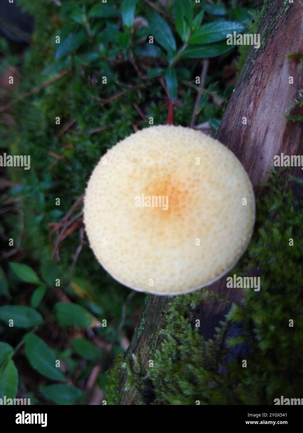 Golden-scruffy Collybia (Cyptotrama asprata Stock Photo - Alamy