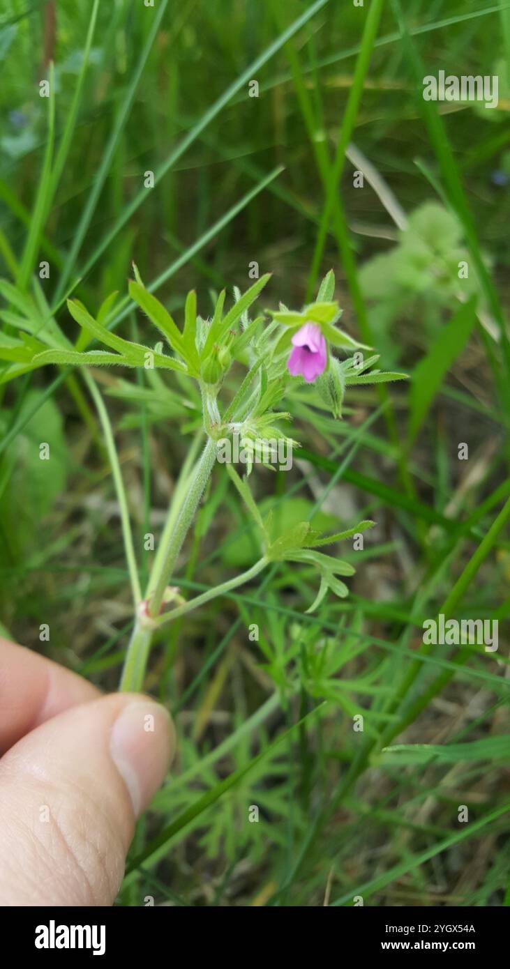 Cut-leaved crane's-bill (Geranium dissectum Stock Photo - Alamy