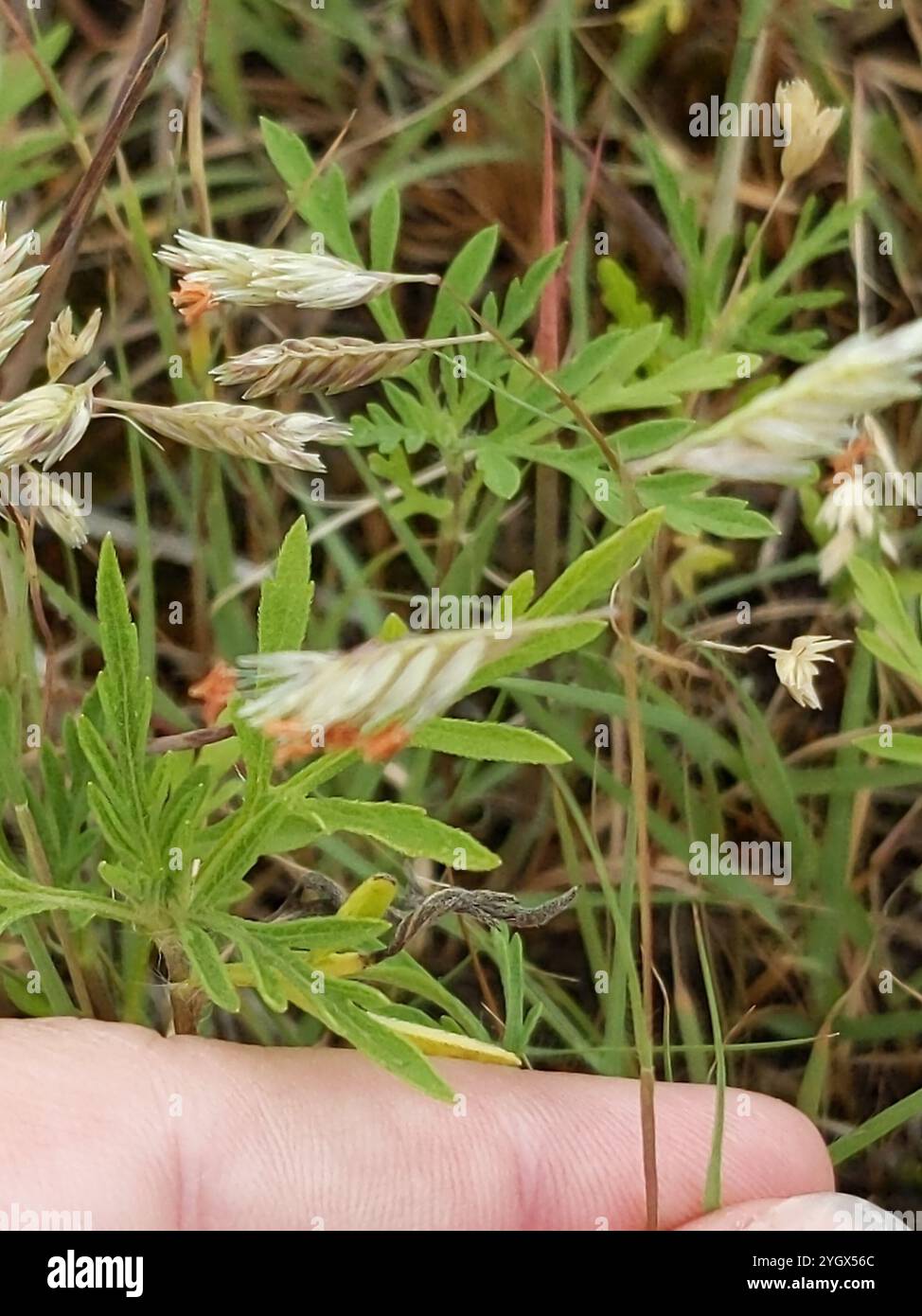 buffalograss (Bouteloua dactyloides Stock Photo - Alamy