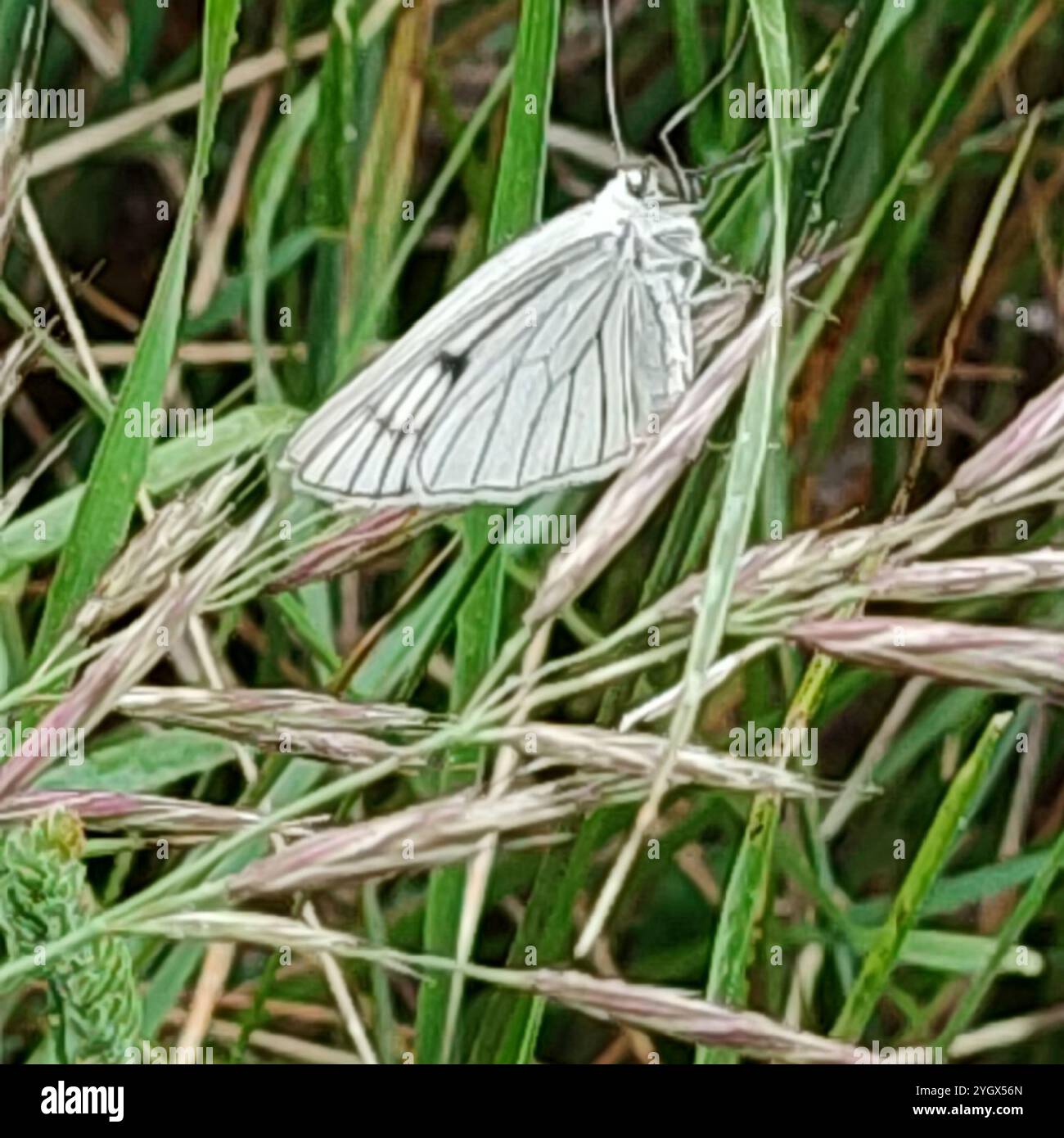 Black-veined Moth (Siona lineata Stock Photo - Alamy