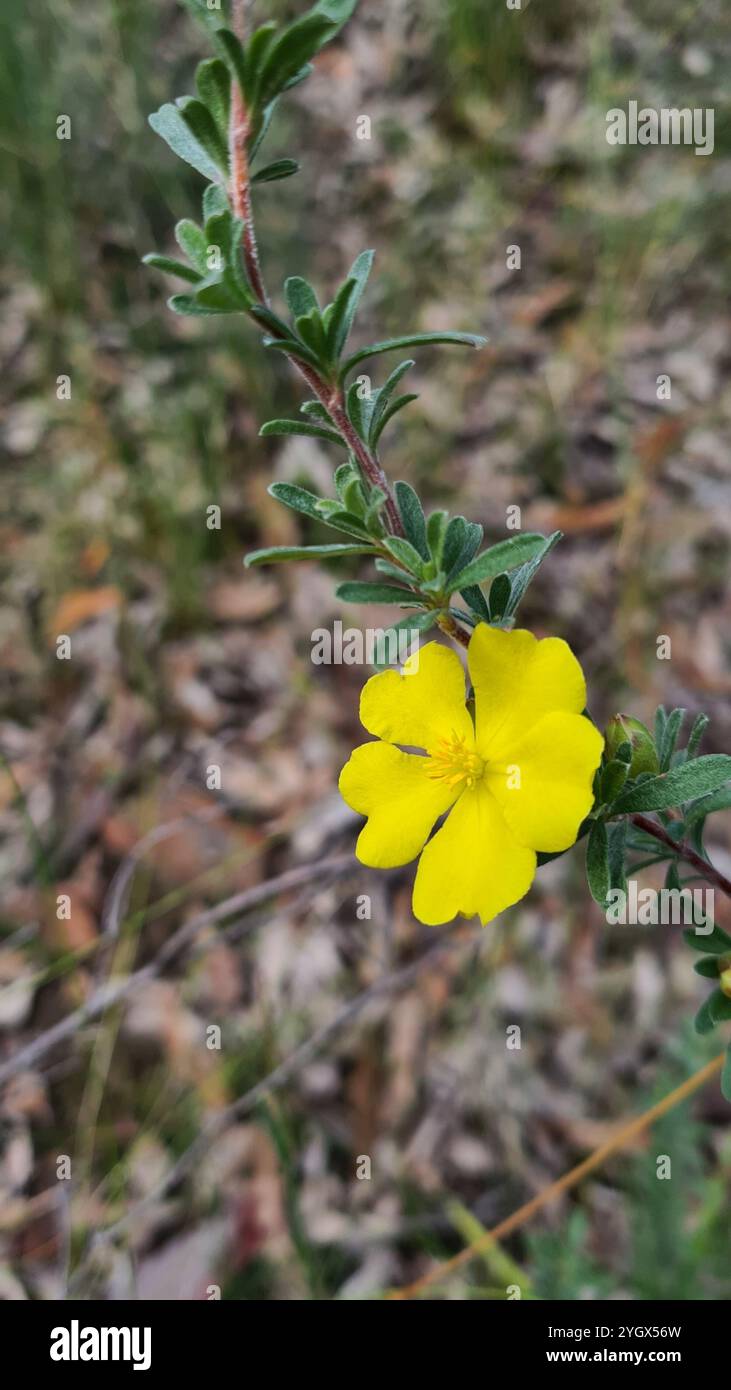 Showy Guinea Flower (Hibbertia linearis Stock Photo - Alamy