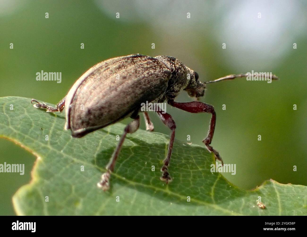 Common Leaf Weevil (Phyllobius pyri Stock Photo - Alamy