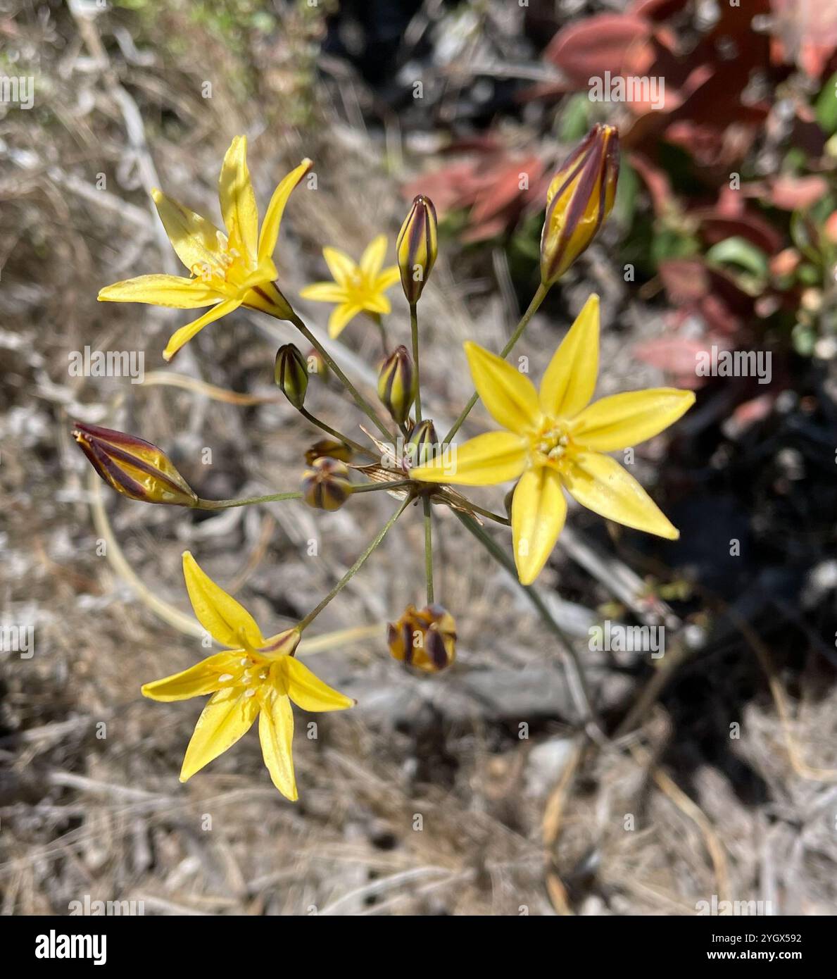 Golden brodiaea hi-res stock photography and images - Alamy