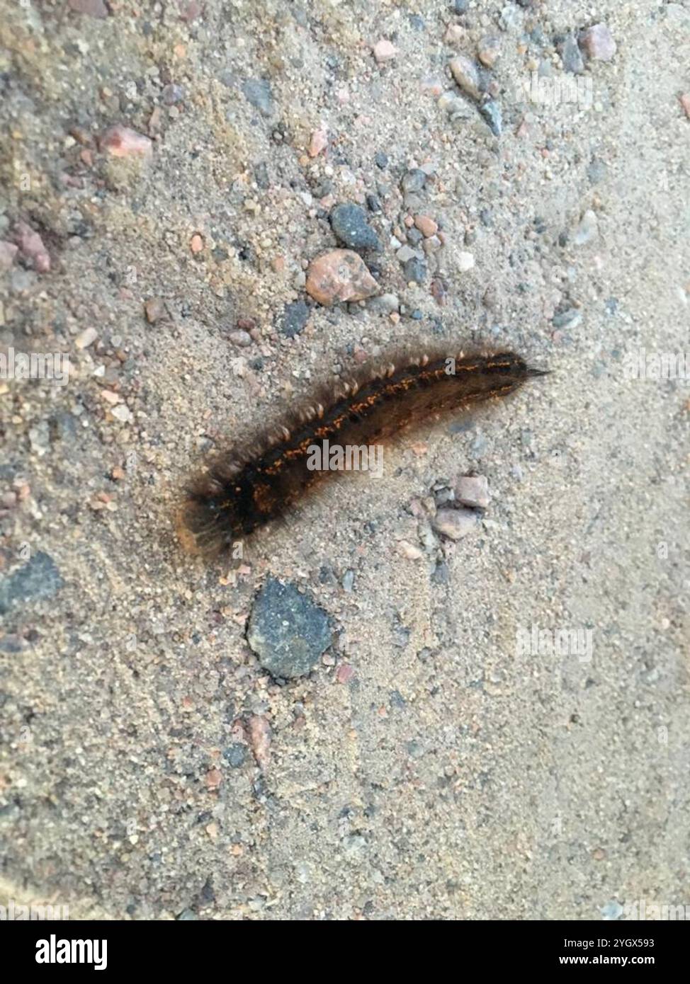 Drinker Moth (Euthrix potatoria Stock Photo - Alamy