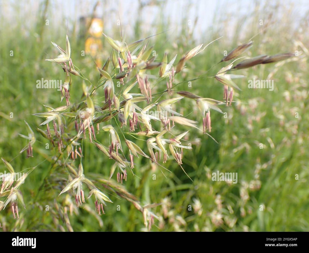 tall oat grass (Arrhenatherum elatius Stock Photo - Alamy