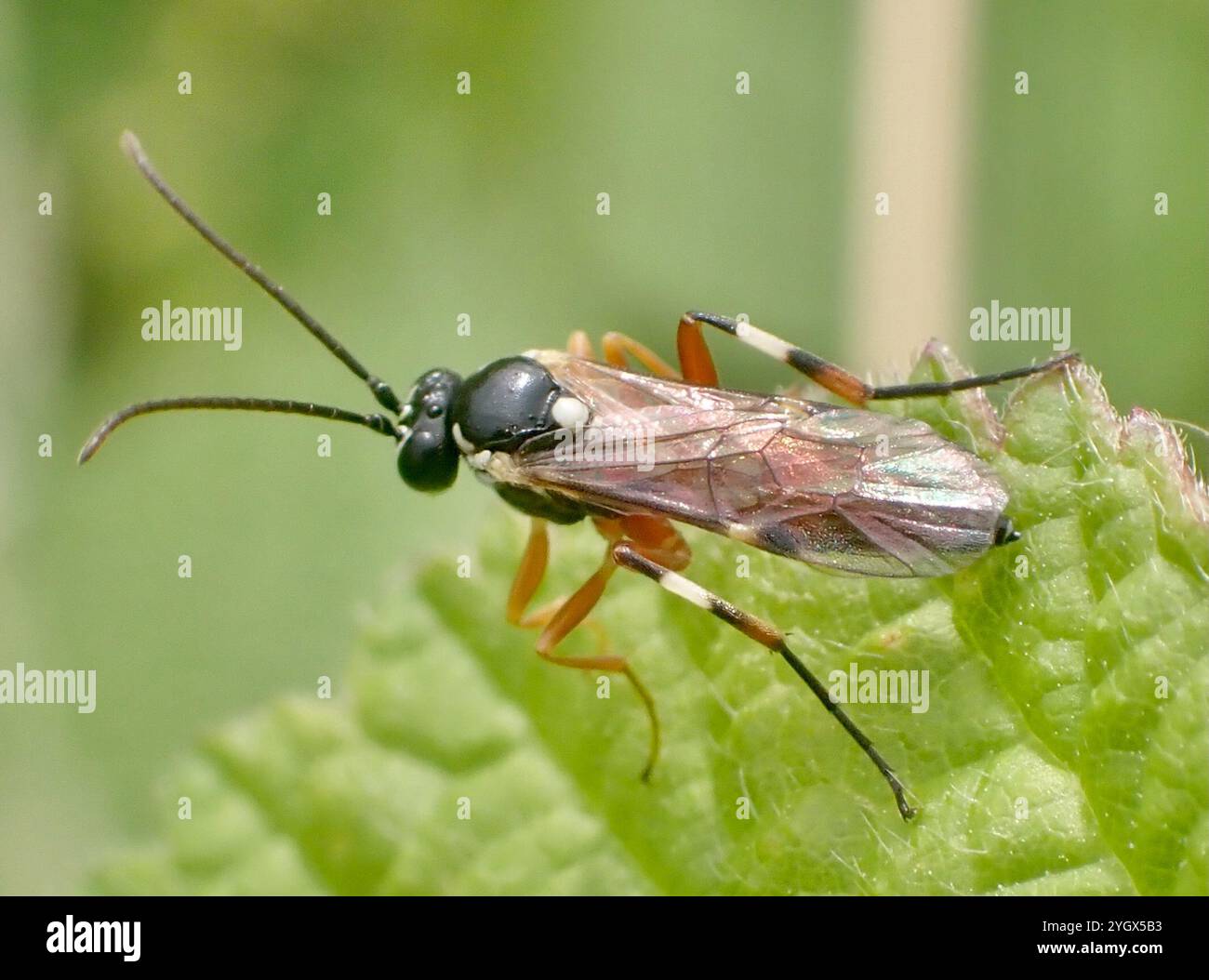 Diplazon laetatorius hi-res stock photography and images - Alamy
