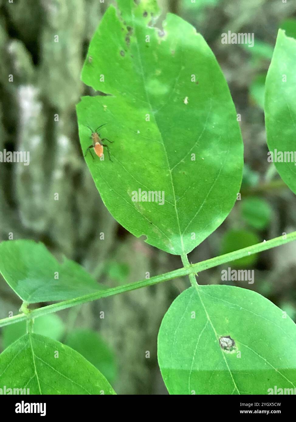 Scarlet Plant Bugs (Lopidea Stock Photo - Alamy
