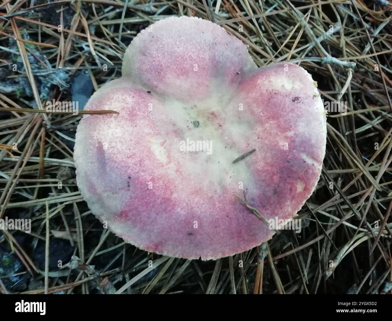 Primrose Brittlegill (Russula sardonia Stock Photo - Alamy