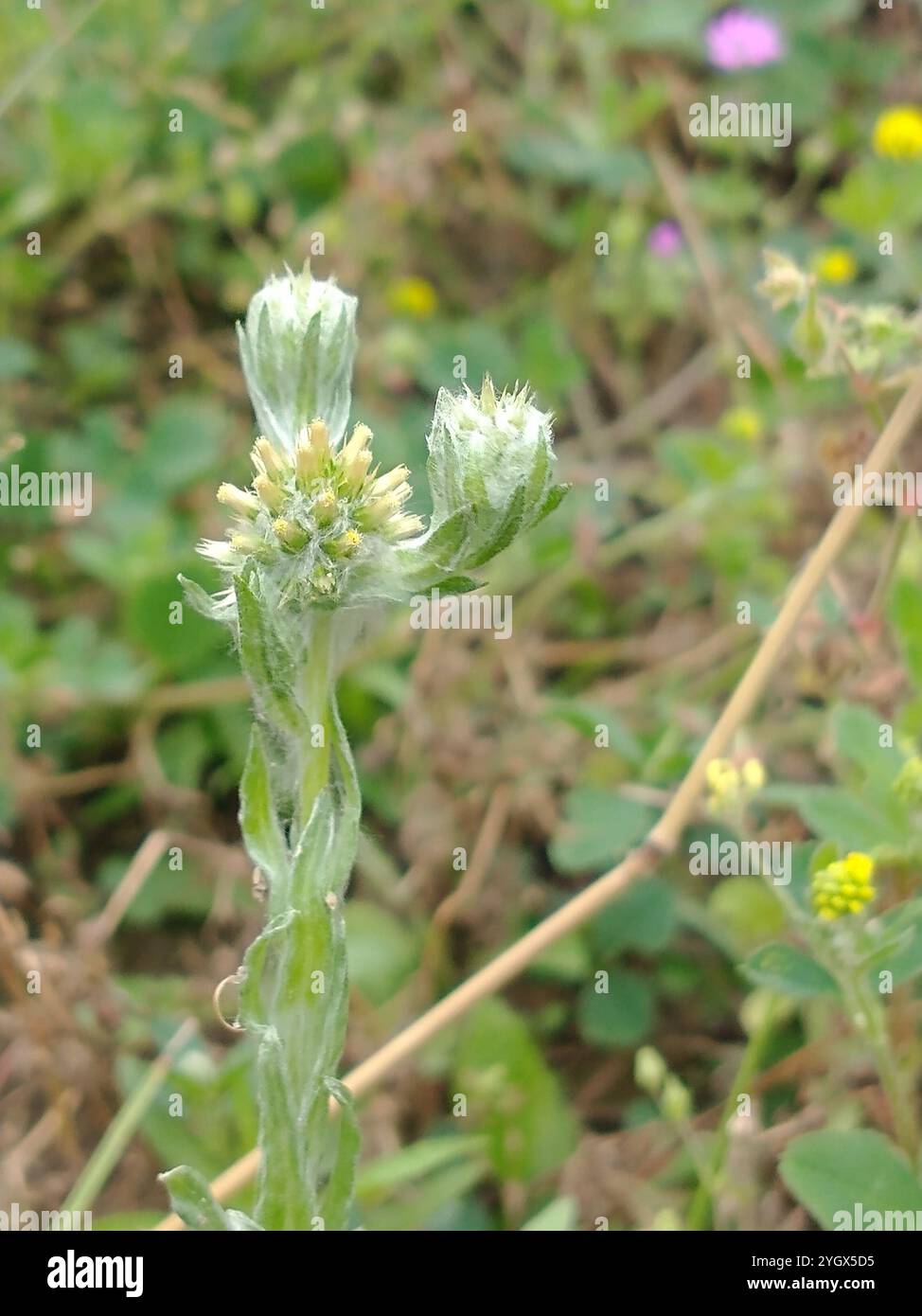 Common Cudweed (Filago germanica Stock Photo - Alamy