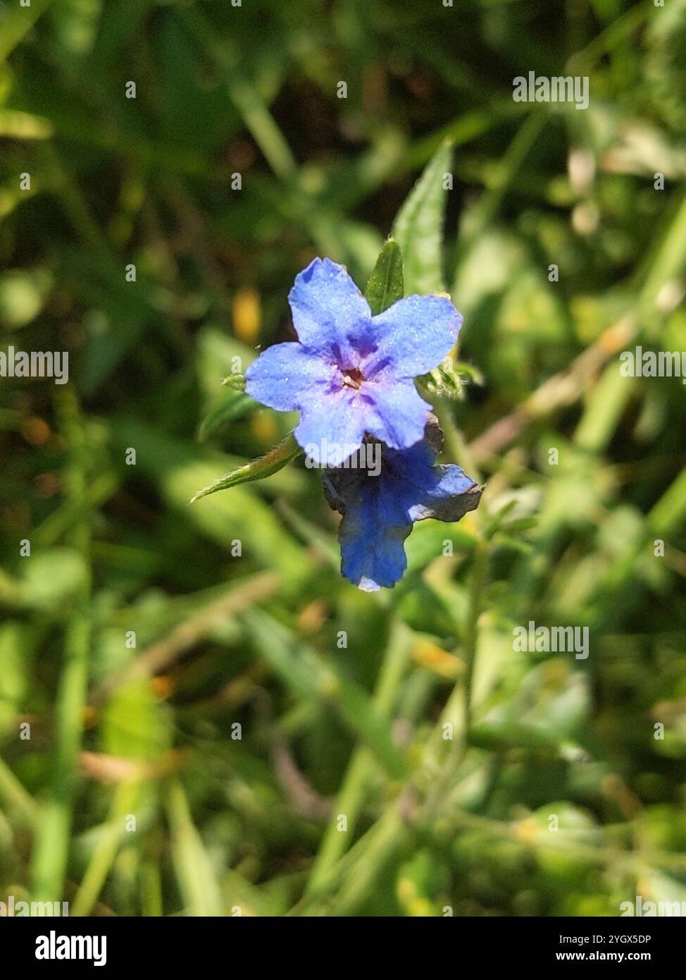 Purple gromwell aegonychon purpurocaeruleum hi-res stock photography ...