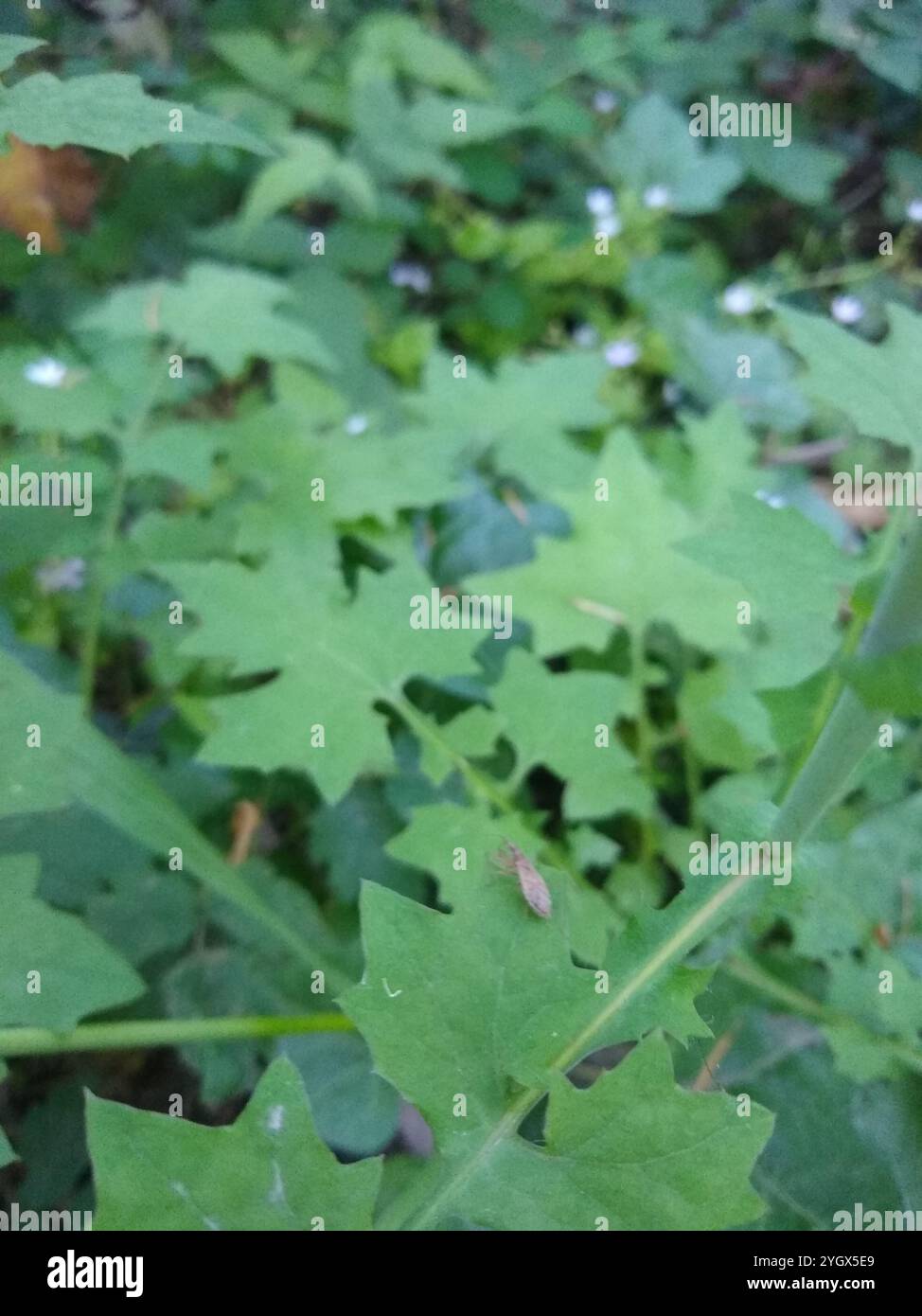 Wall Lettuce (Mycelis muralis Stock Photo - Alamy