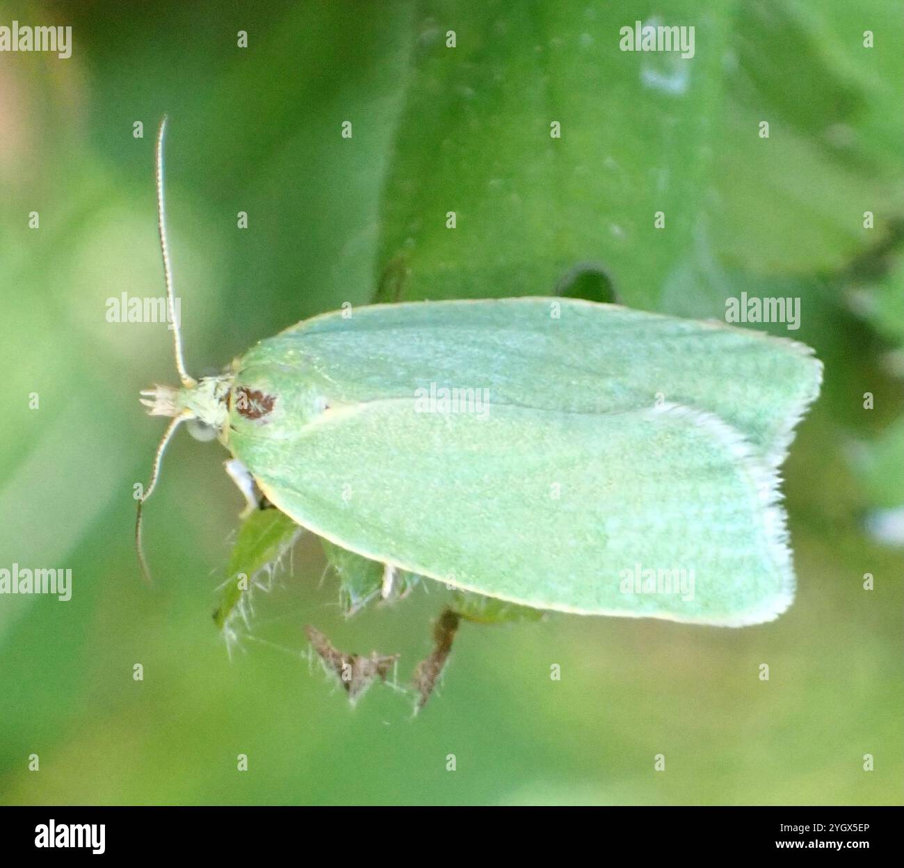 Tortrix viridana hi-res stock photography and images - Alamy