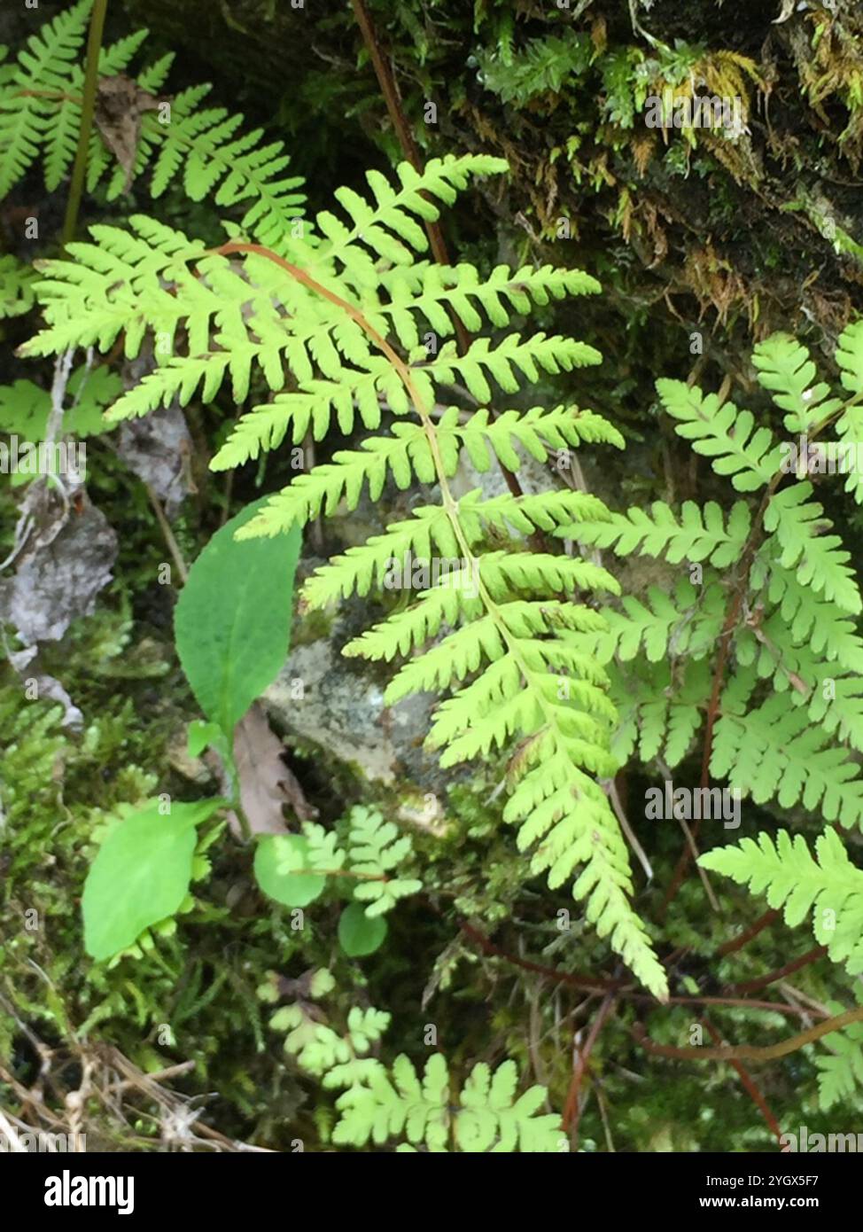 fragile ferns (Cystopteris Stock Photo - Alamy