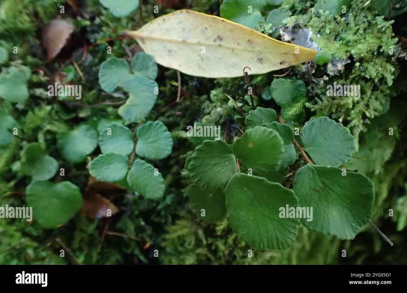 Pellaea falcata hi-res stock photography and images - Alamy